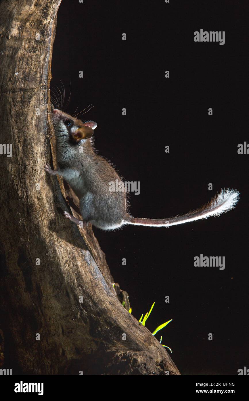 Garden dormouse (Eliomys quercinus), climbing up a tree trunk at night ...