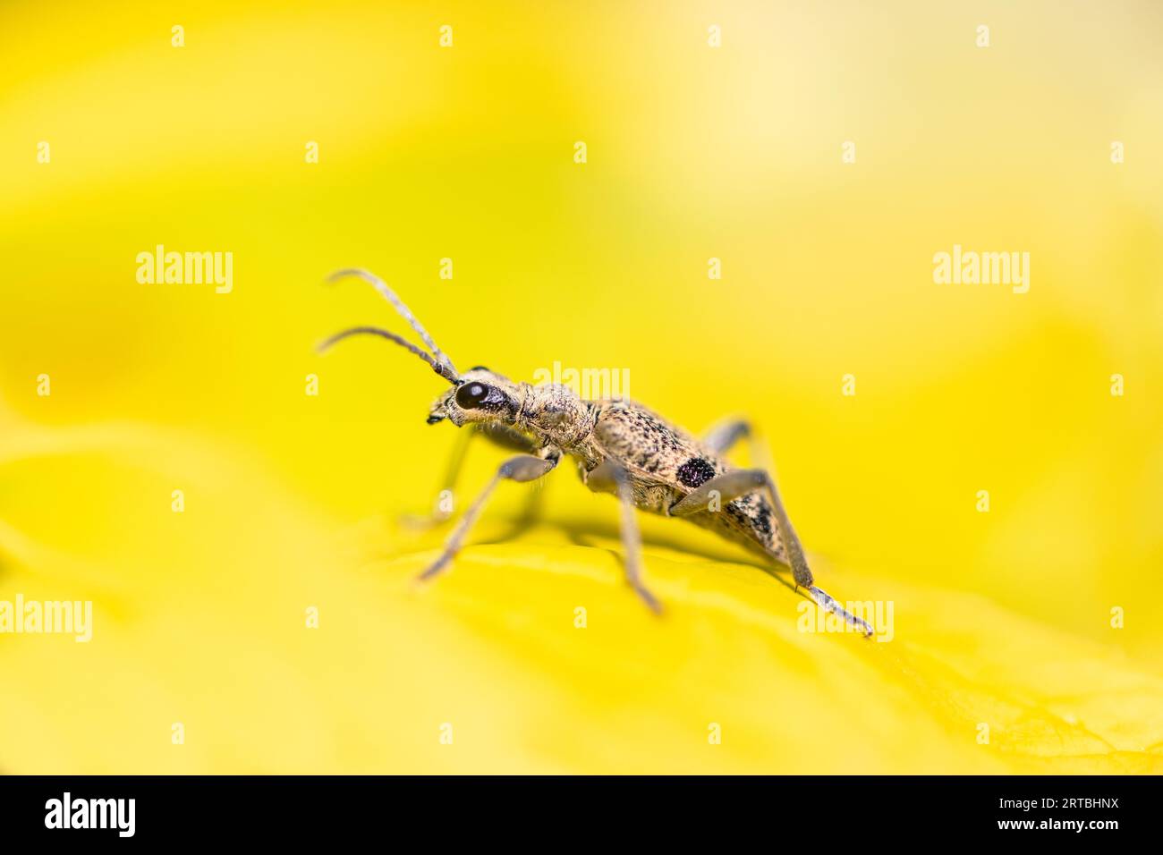 Blackspotted pliers support beetle, Oak longhorn beetle, black-spotted ...