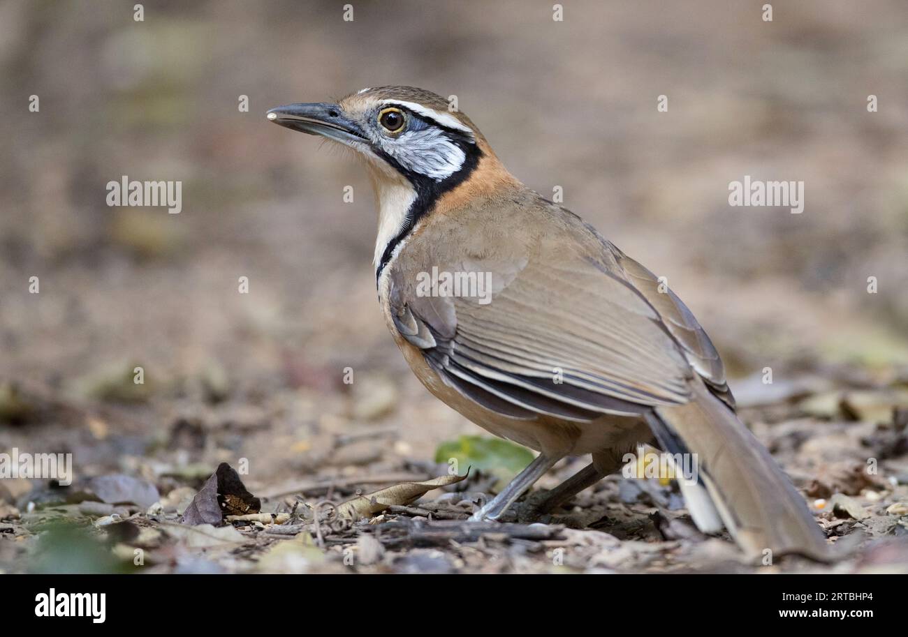 greater necklaced laughing thrush, greater necklaced laughingthrush ...