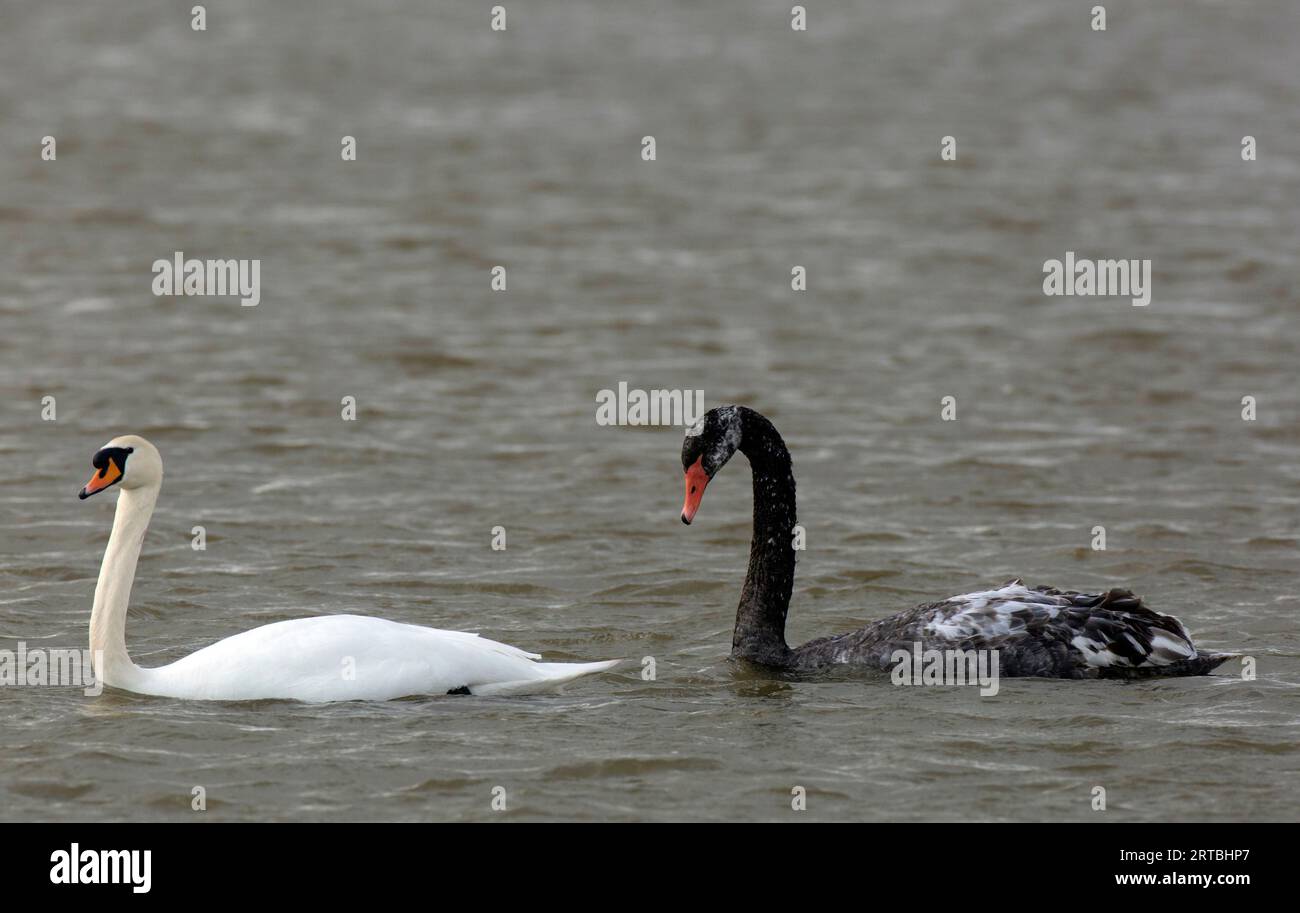 Black Swan x Mute Swan (Cygnus atratus x Cygnus olor), Hybrid male together with adult Mute Swan ...