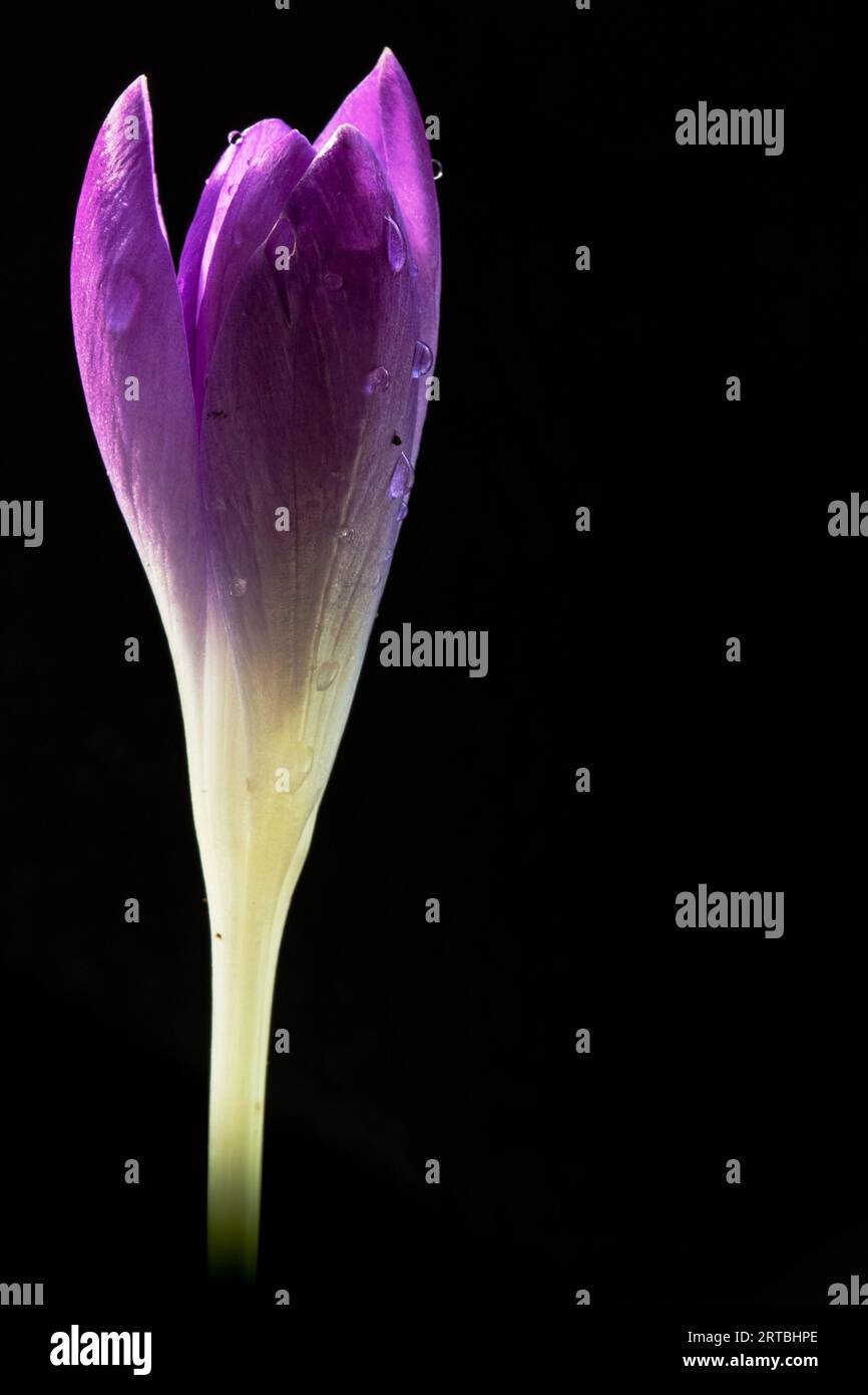 Early Crocus, Woodland crocus, Tomasini's crocus (Crocus tommasinianus ...