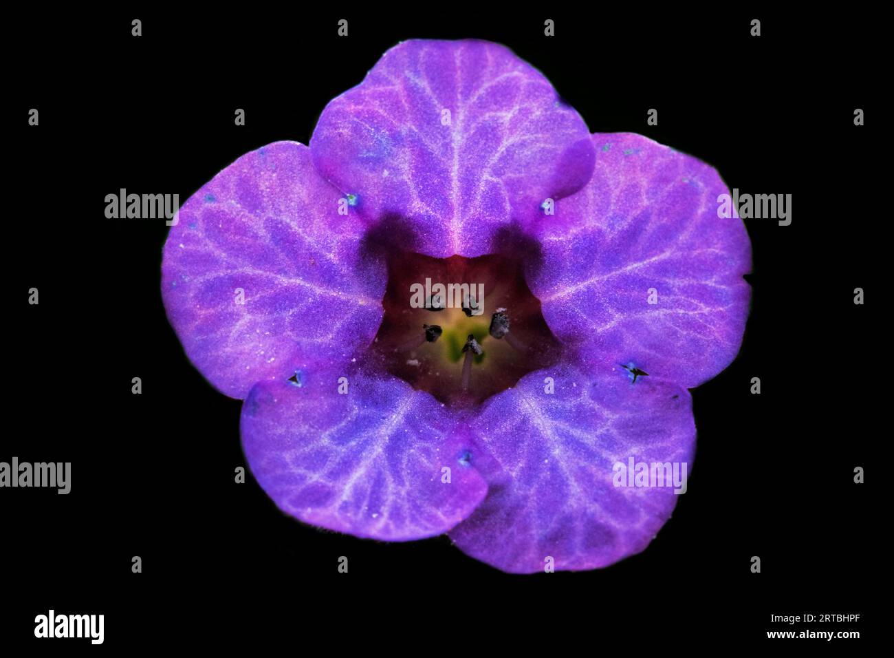 Common lungwort (Pulmonaria officinalis), flower against black ...