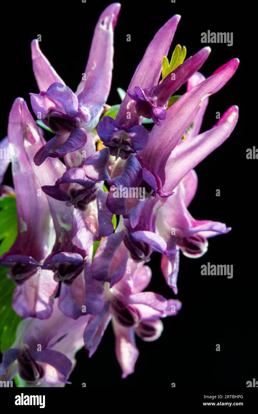 Solid-tubered corydalis, Bird in a Bush, Fumewort (Corydalis solida ...