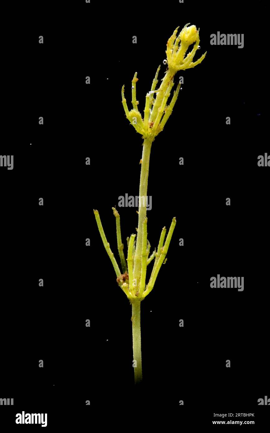 Opposite Stonewort (Chara contraria), stem against black background ...