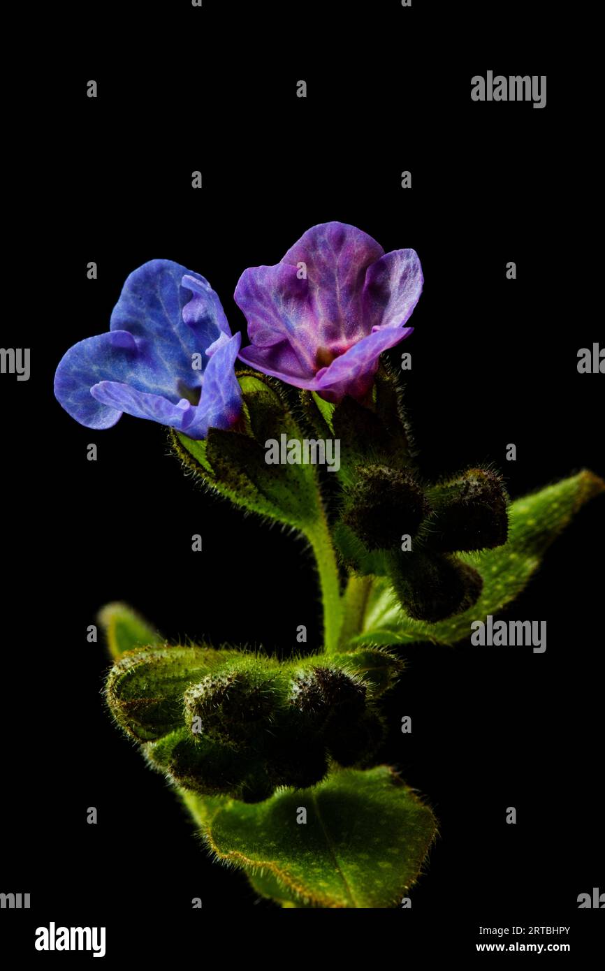 Common lungwort (Pulmonaria officinalis), flowers against black ...
