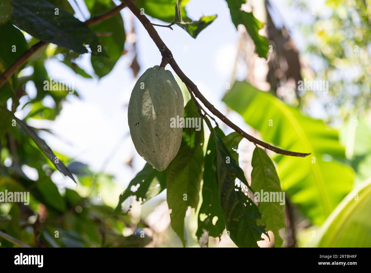 Cacao heritage hi-res stock photography and images - Alamy
