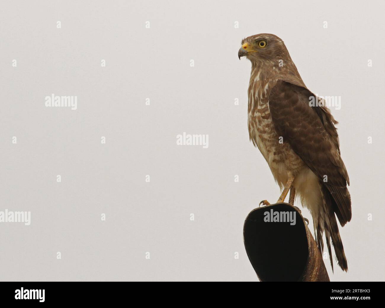 roadside hawk (Buteo magnirostris), immature bird perching on a lookout ...