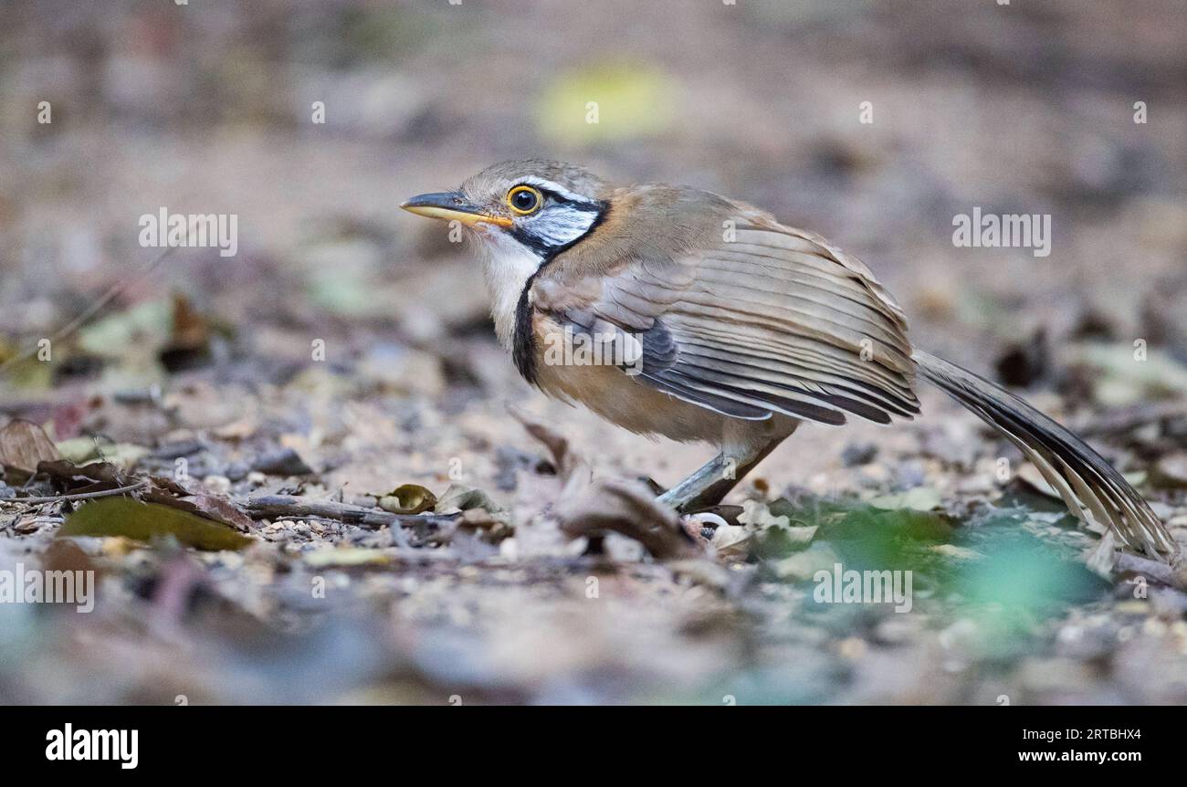 greater necklaced laughing thrush, greater necklaced laughingthrush ...