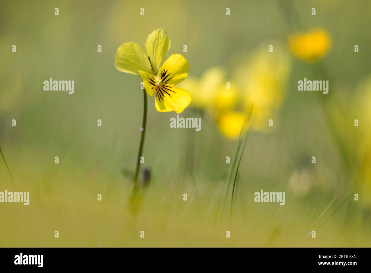 Yellow calamine violet, zinc violet (Viola calaminaria, Viola lutea ...