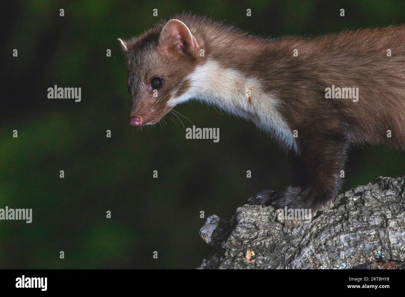 Beech marten, Stone marten, White breasted marten, house marten (Martes ...