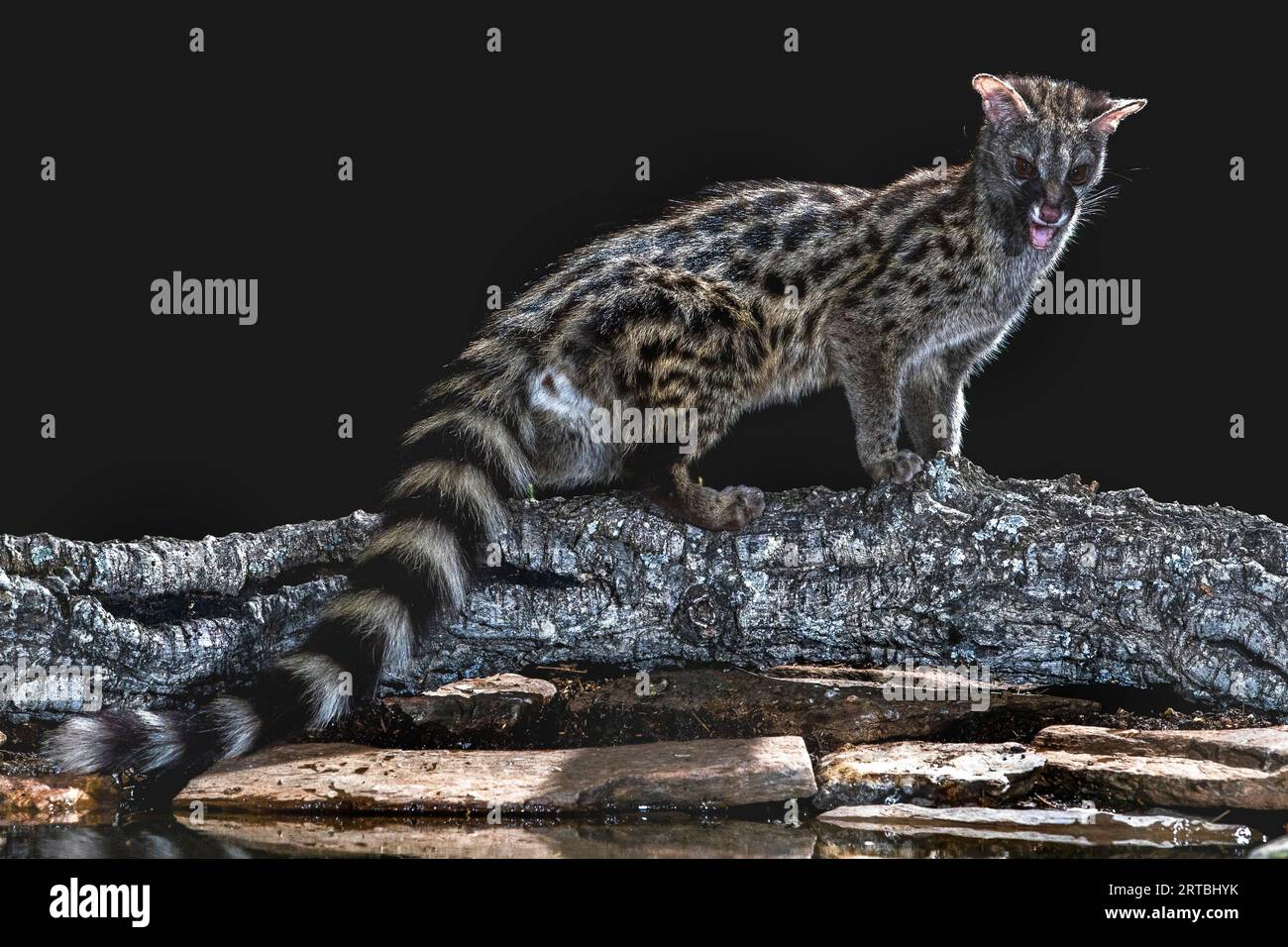 Small-spotted genet, Common genet (Genetta genetta), sitting on a dead ...