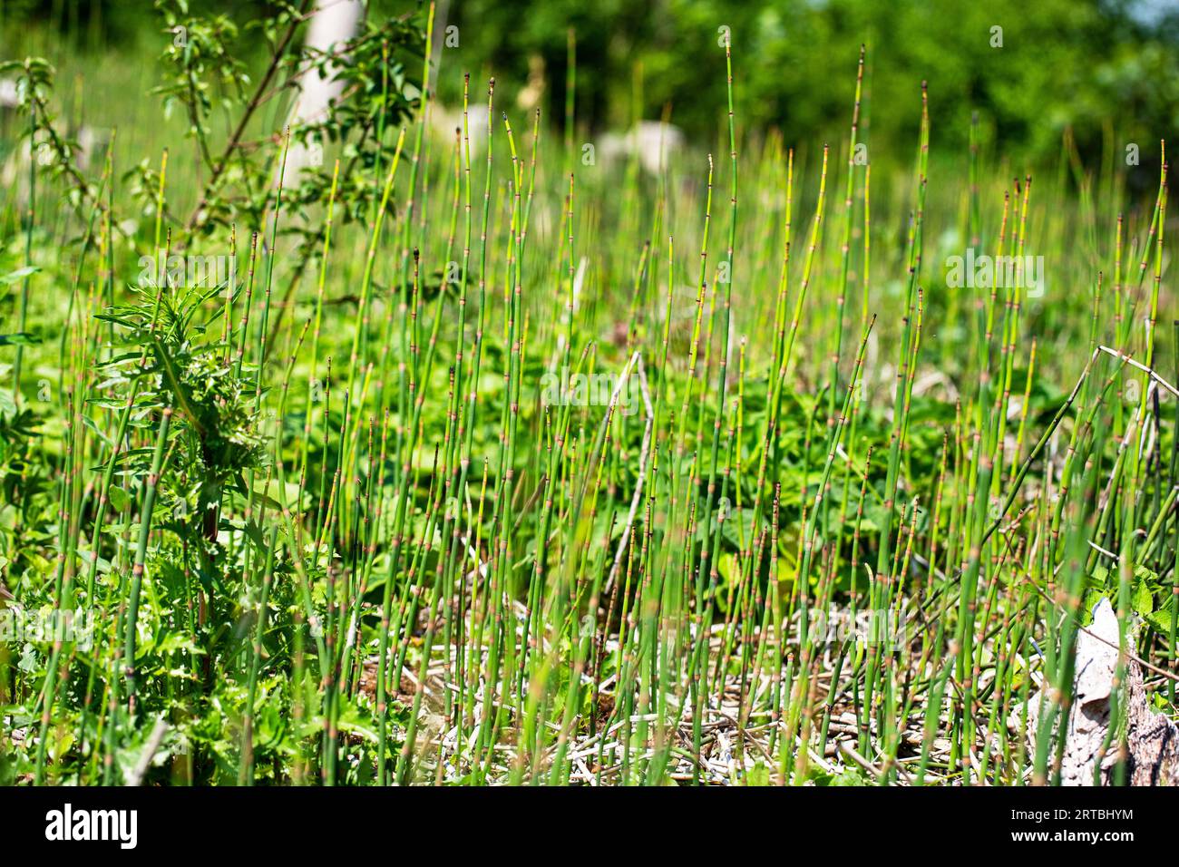 Equisetum hyemale dutch rush hi-res stock photography and images - Alamy