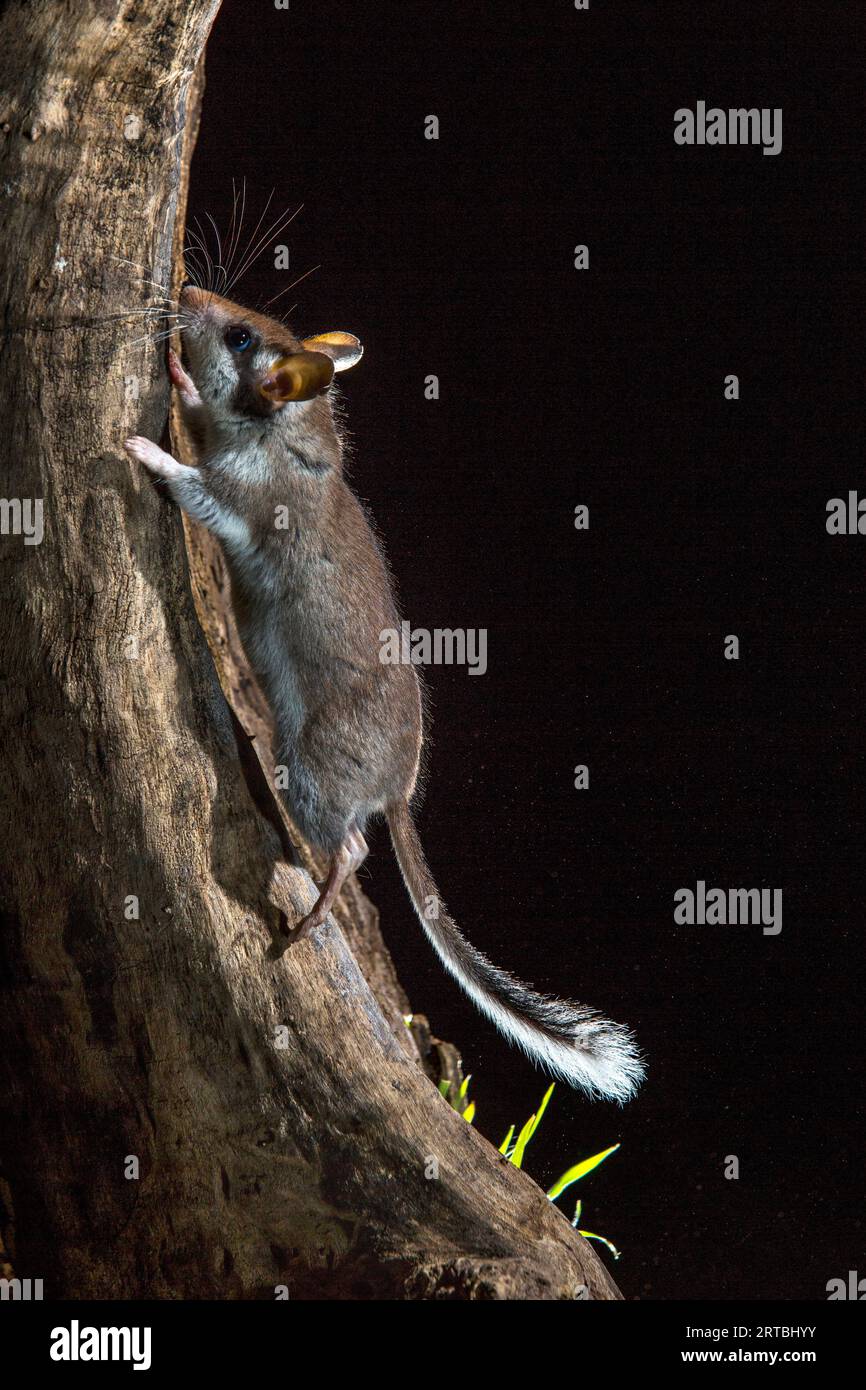 Garden dormouse (Eliomys quercinus), climbing up a tree trunk at night ...