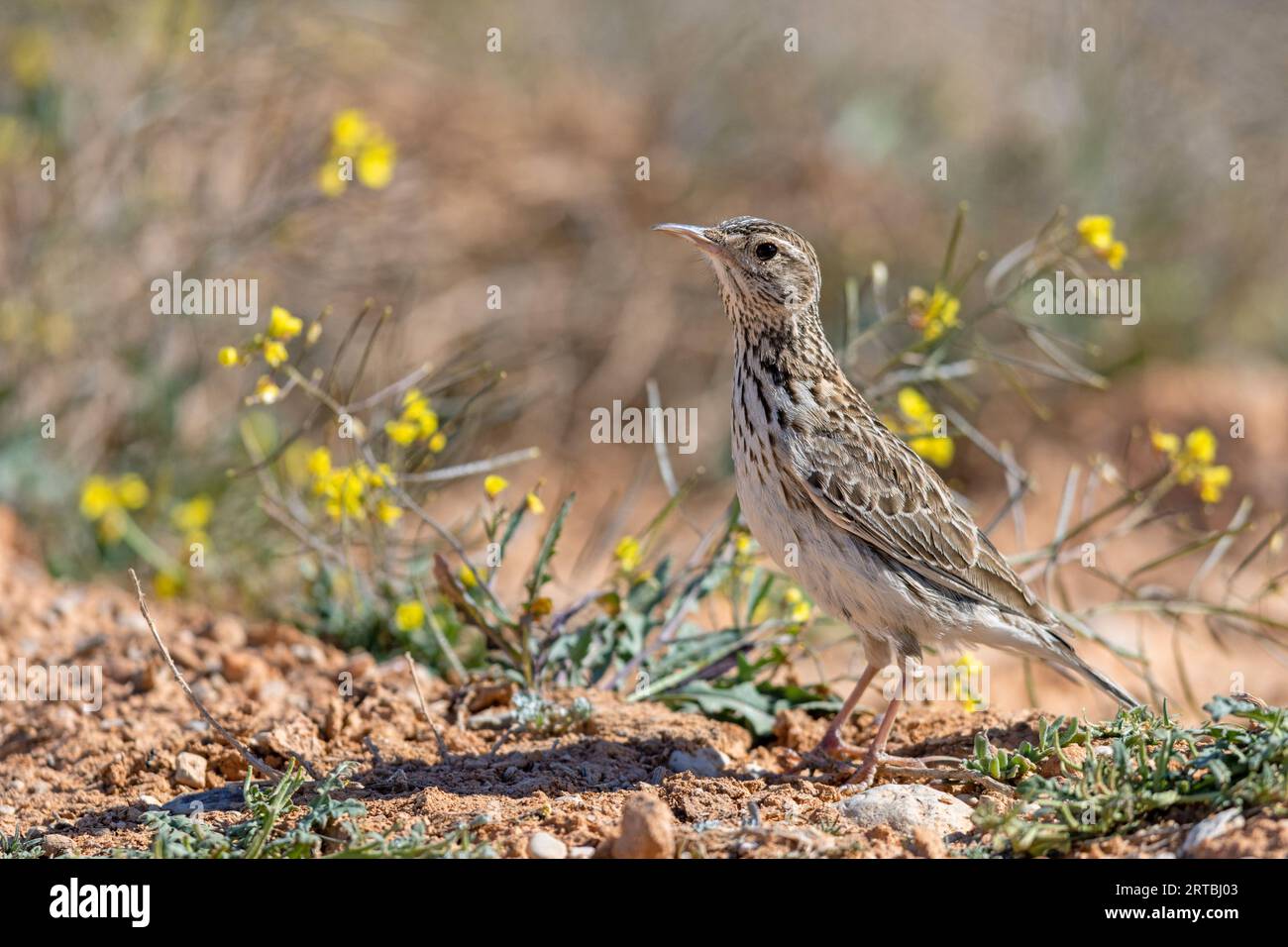 dupont's lark (Chersophilus duponti), male sitting on the ground, Spain ...