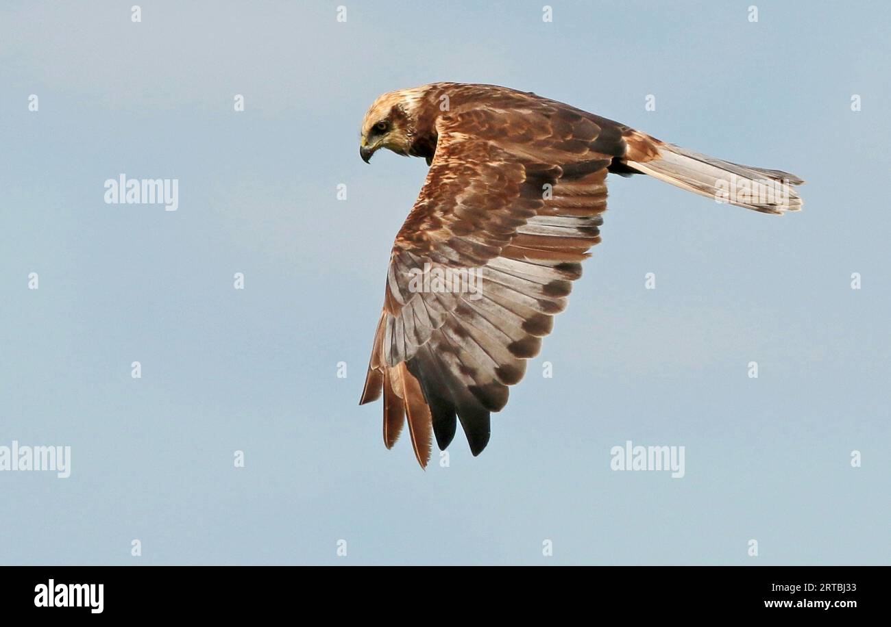 Western Marsh Harrier, Eurasian marsh harrier (Circus aeruginosus ...