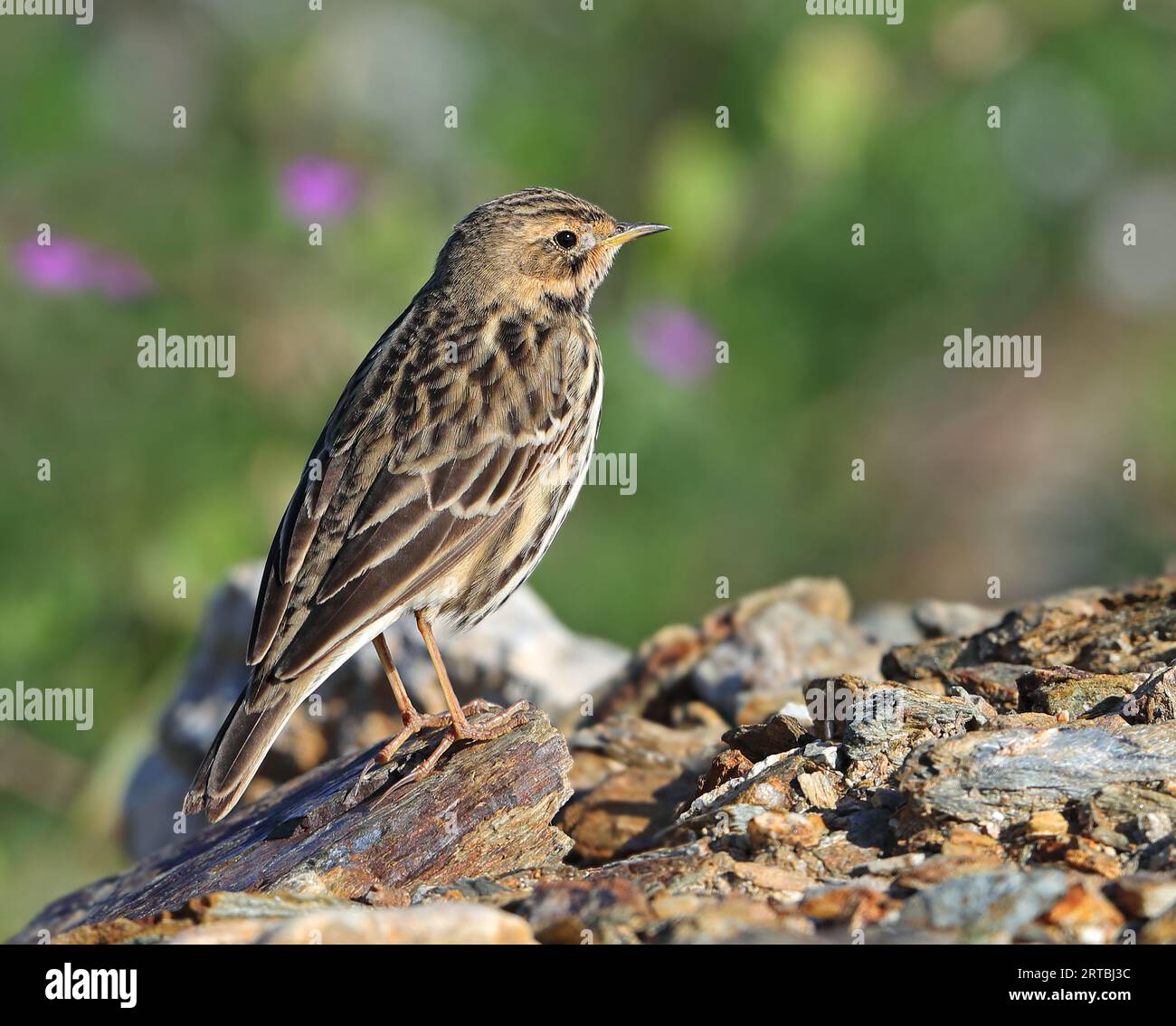 Red-throated pitpit (Anthus cervinus), perching on dead wood, side view ...