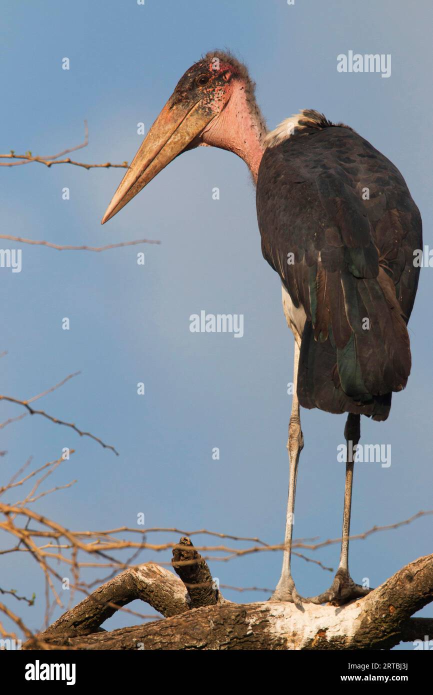 Marabou stork rear view hi-res stock photography and images - Alamy
