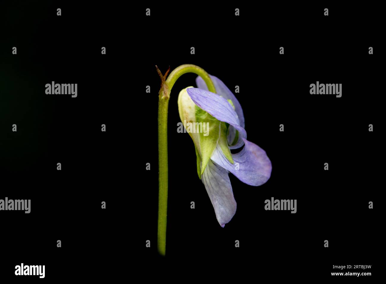 common violet, common dog-violet (Viola riviniana), flower against ...