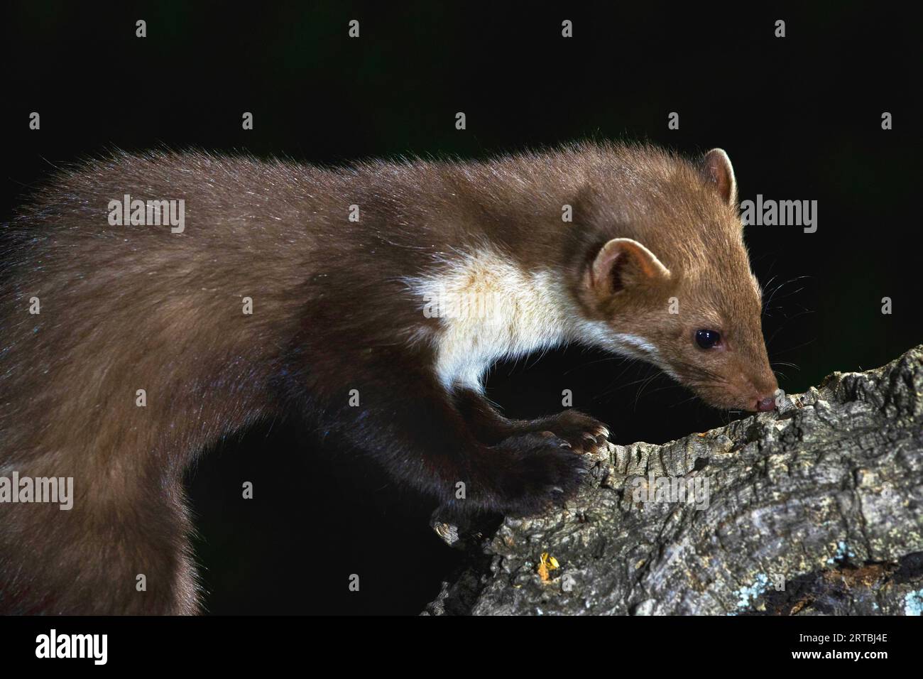 Beech marten, Stone marten, White breasted marten, house marten (Martes ...