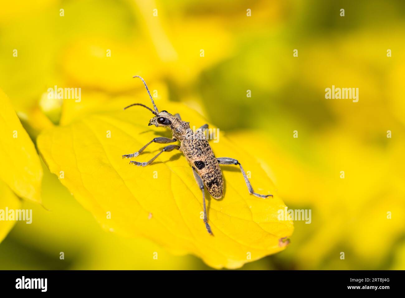 Blackspotted pliers support beetle, Oak longhorn beetle, black-spotted ...