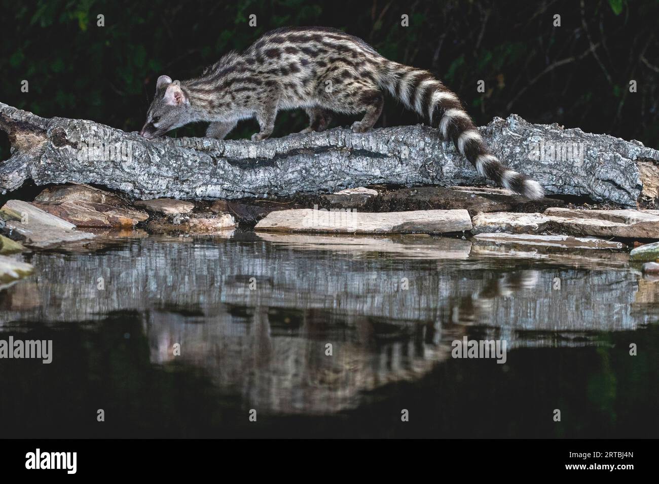 Small-spotted genet, Common genet (Genetta genetta), on a dead tree ...