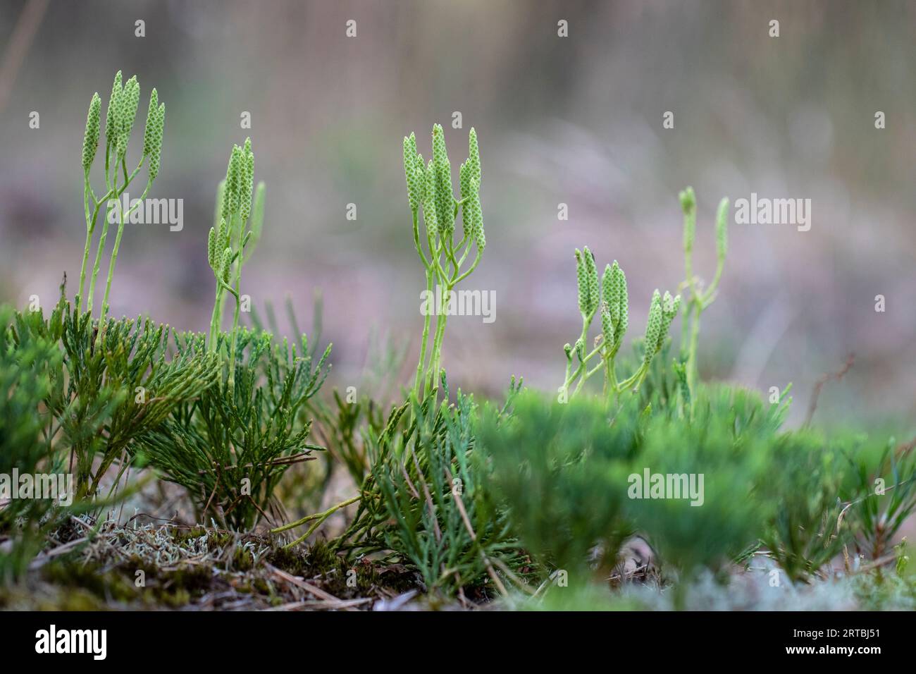 blue clubmoss, blue ground-cedar, ground pine, deep-rooted running-pine ...