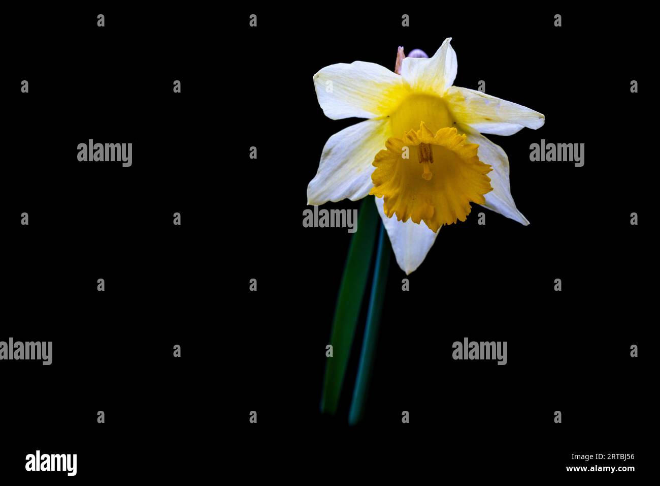 common daffodil (Narcissus pseudonarcissus), flower against black ...