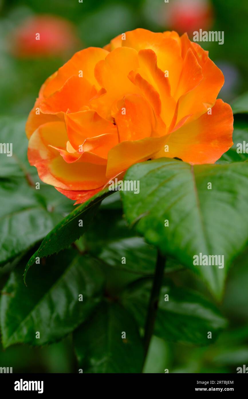 Magnificent roses hi-res stock photography and images - Alamy