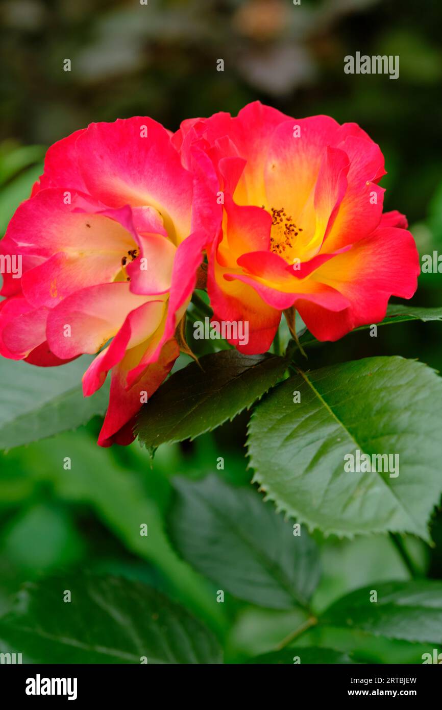 Magnificent roses hi-res stock photography and images - Alamy