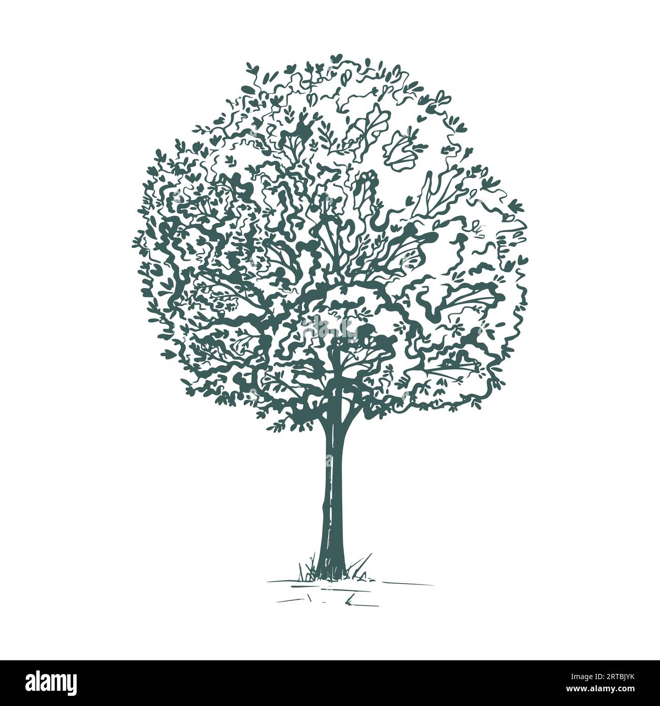 Deciduous tree. Hand drawn ink. Sketch of plants. Isolated on white ...