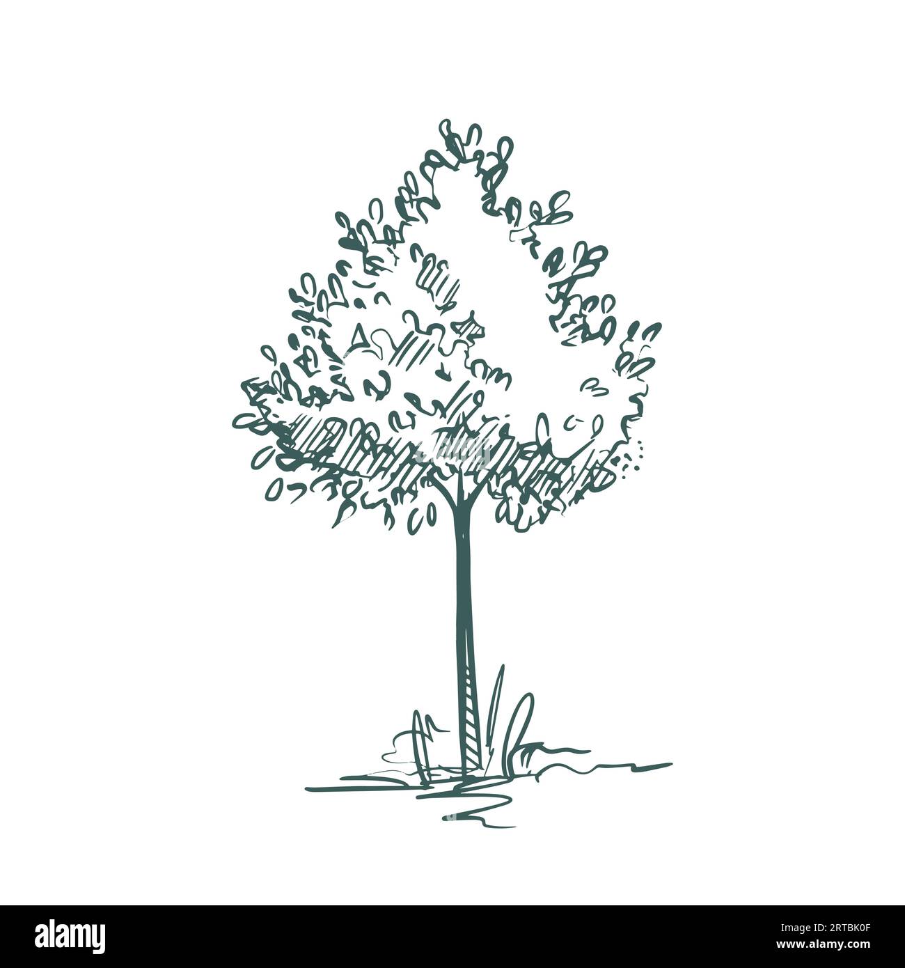 Deciduous tree. Hand drawn ink. Sketch of plants. Isolated on white ...
