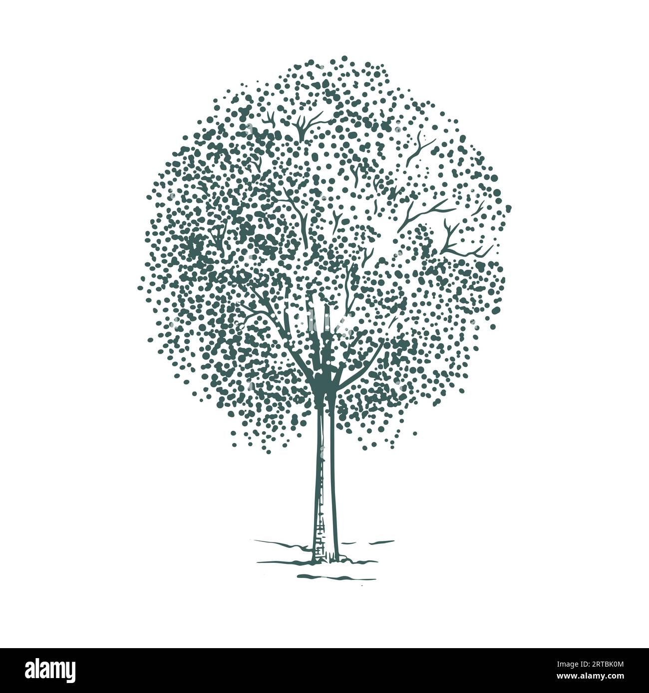 Deciduous tree. Hand drawn ink. Sketch of plants. Isolated on white ...