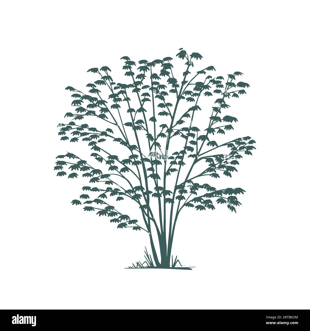 Deciduous Trees Drawing