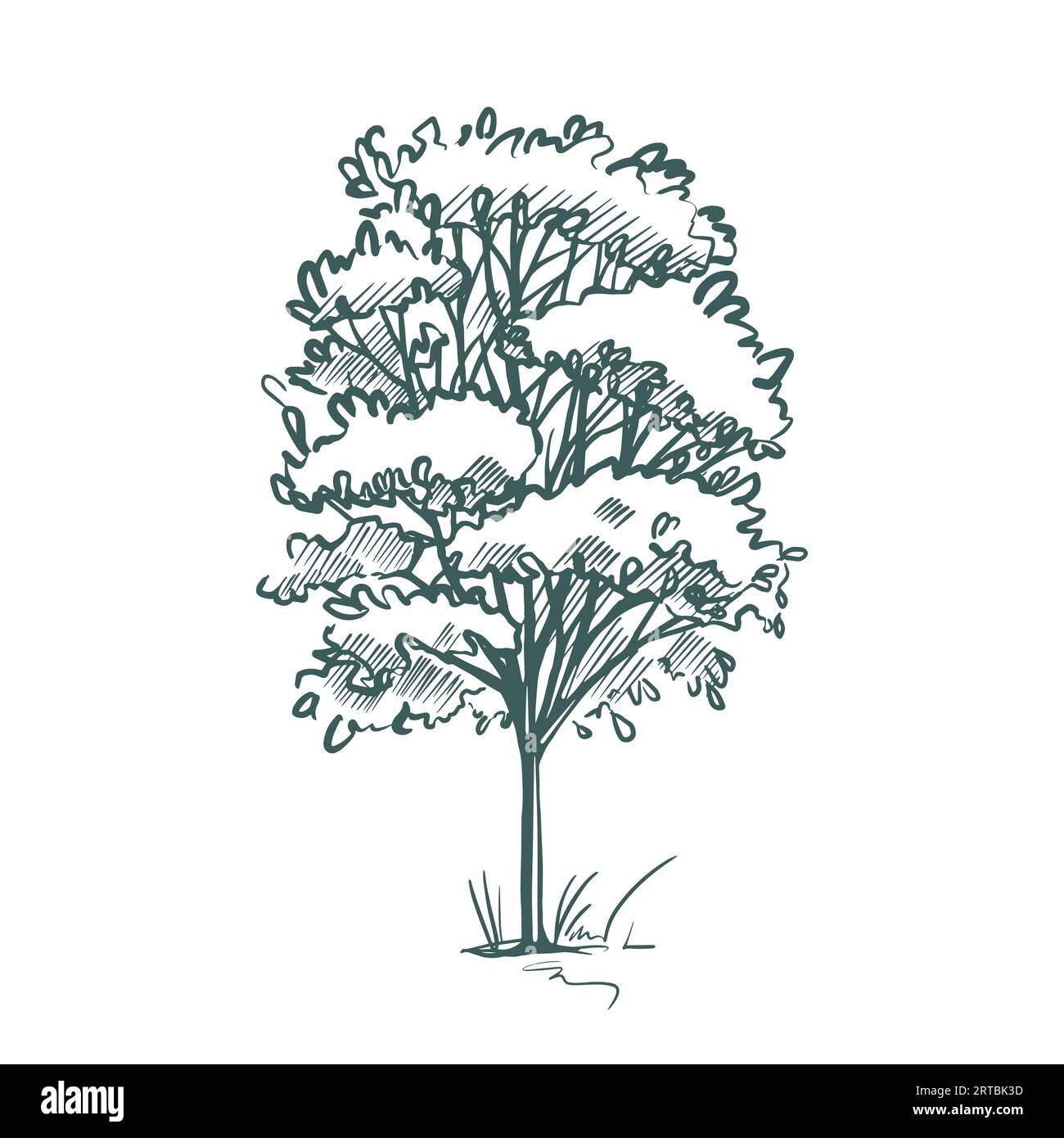Deciduous tree. Hand drawn ink. Sketch of plants. Isolated on white ...