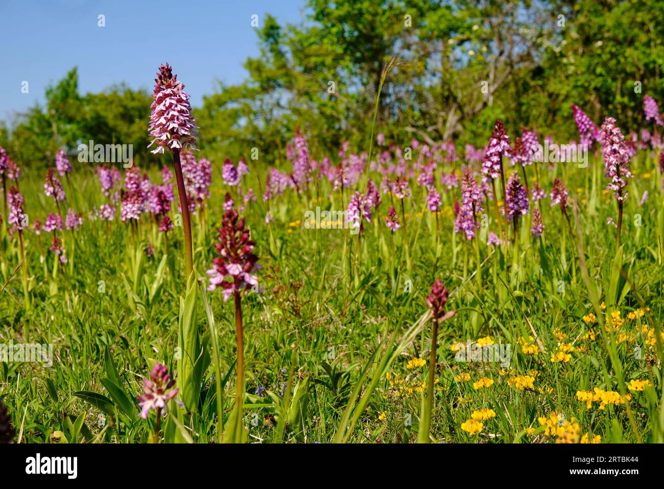 Purple orchid, Orchis purpurea Stock Photo - Alamy