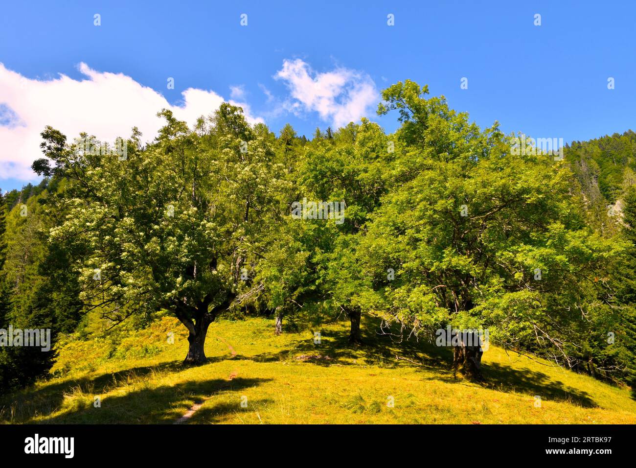 Common ash (Fraxinus excelsior) trees on a meadow in Karavanke ...