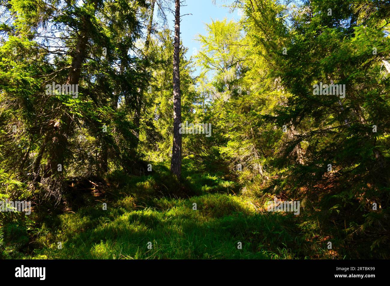 Conifer spruce picea abies hi-res stock photography and images - Alamy
