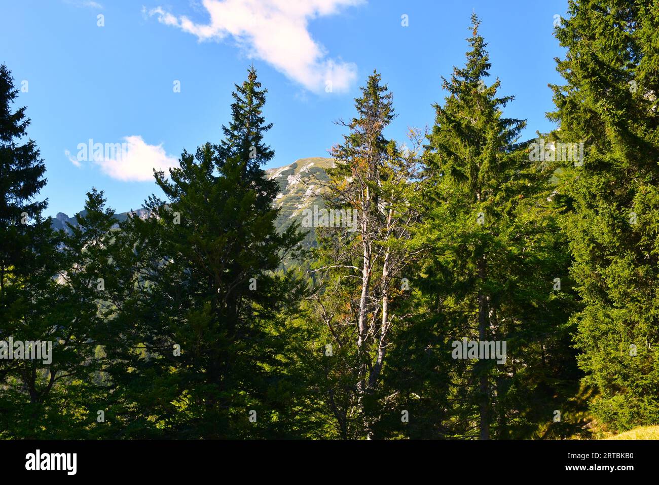 Mountain conifer spruce (Picea abies) forest near Kepa in Karavanke ...
