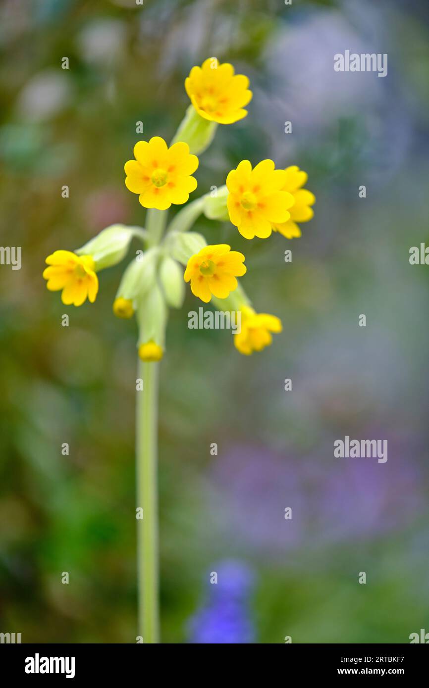 Detail close up cowslip cowslips primula veris hi-res stock photography ...