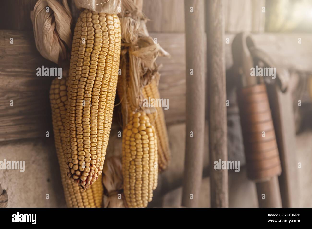 Yellow ripe dried corn cobs seeds decor hanged on wooden wall of old ...