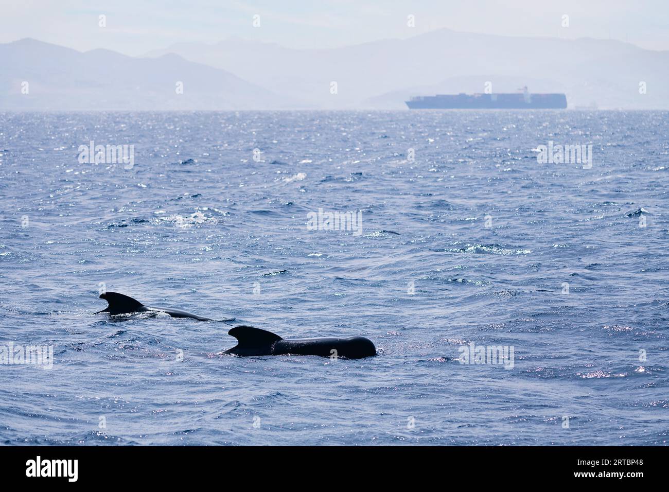 pilot whales swimming in front of cargo ship Stock Photo - Alamy