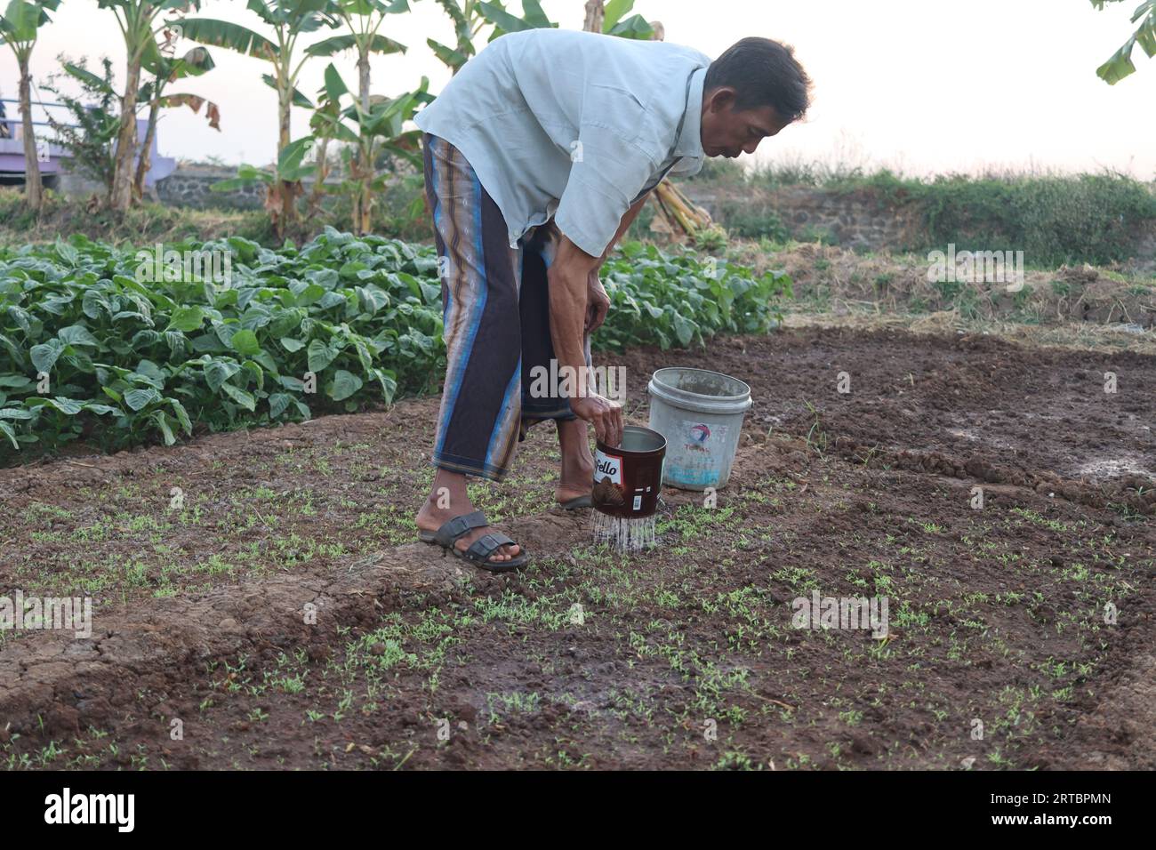 Traditional Watering Plants in the garden Stock Photo - Alamy