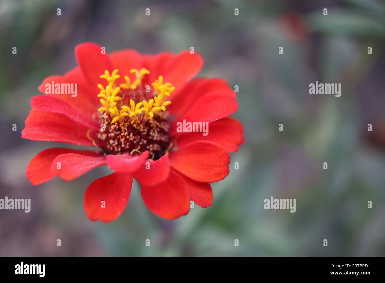 Rose flowers white maroon hi-res stock photography and images - Alamy