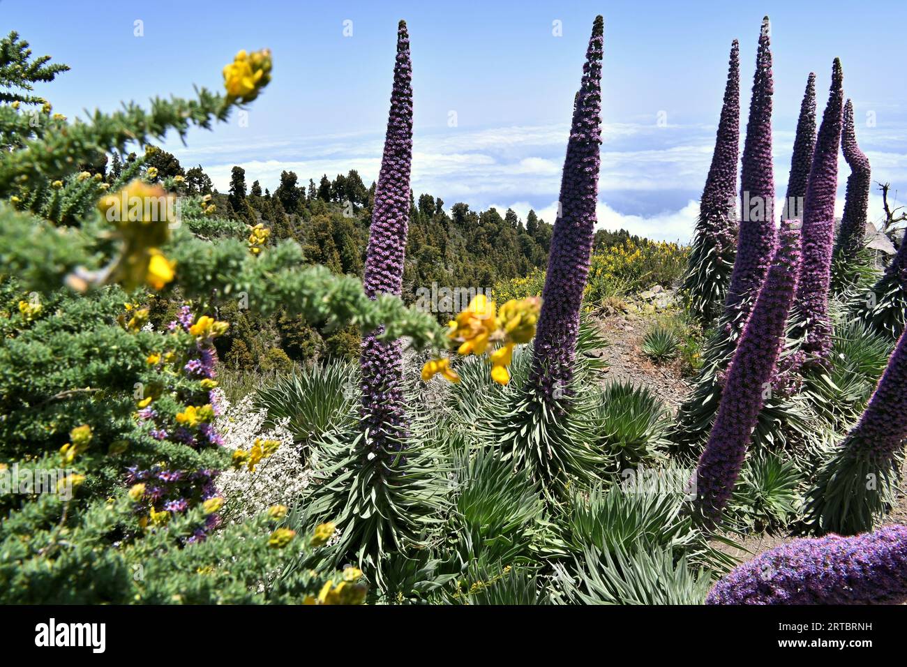 Verbena plants and gorse at the approach to the caldera, east coast, La ...