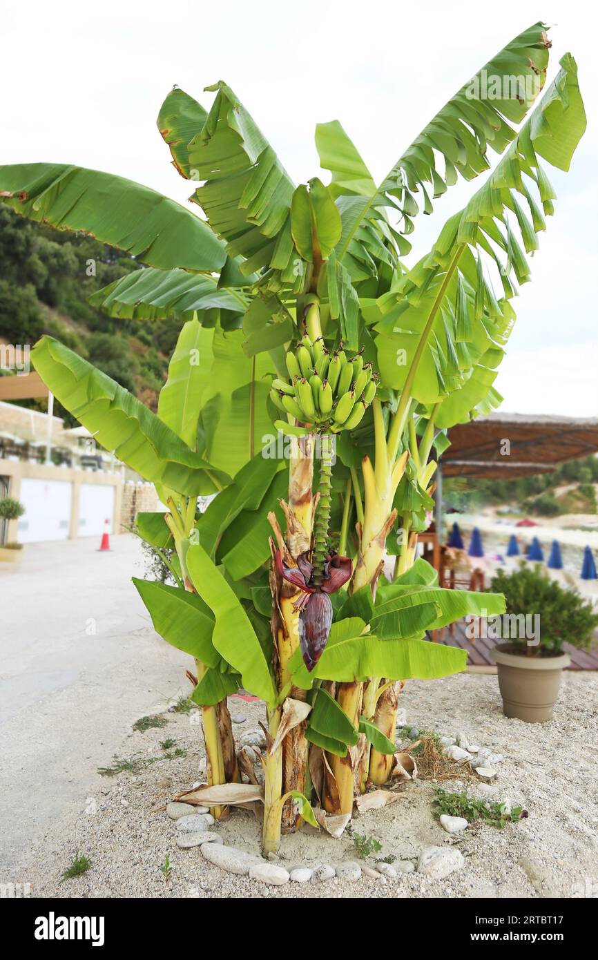 banana tree with banana fruits at Parga town Greece in front of the ...