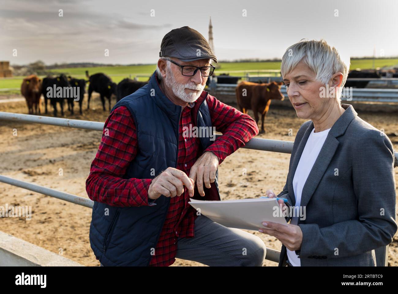 Mature farmer talking with finance consultant woman at cattle farm ...