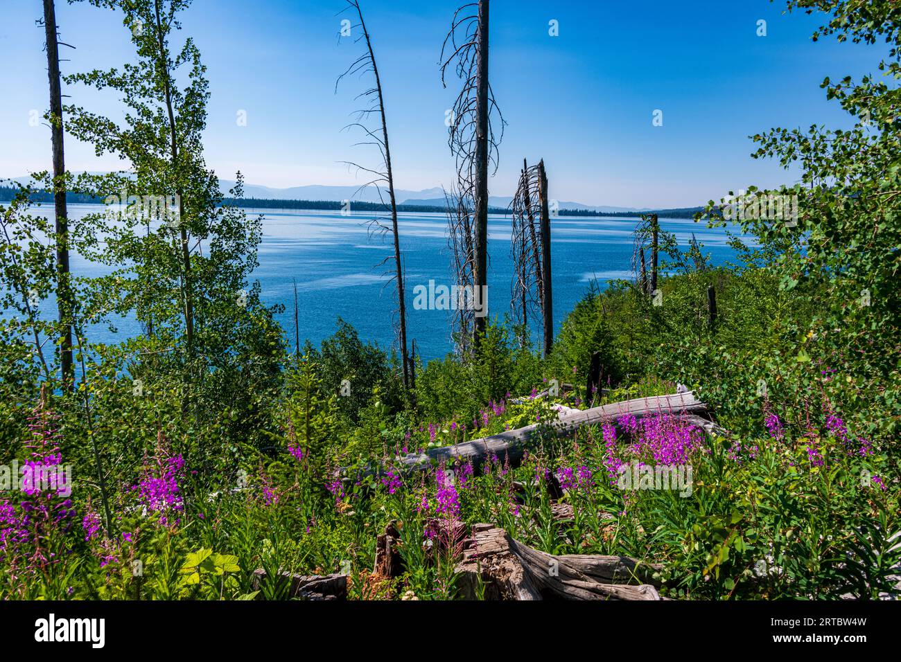 Hiking along the Jenny Lake Trail Stock Photo - Alamy