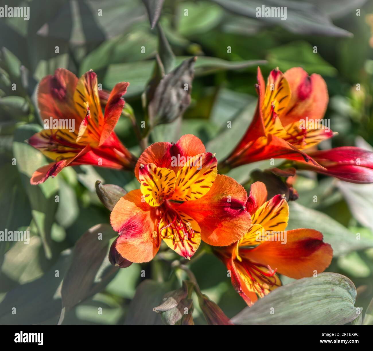 Purple neckline detail hi-res stock photography and images - Alamy