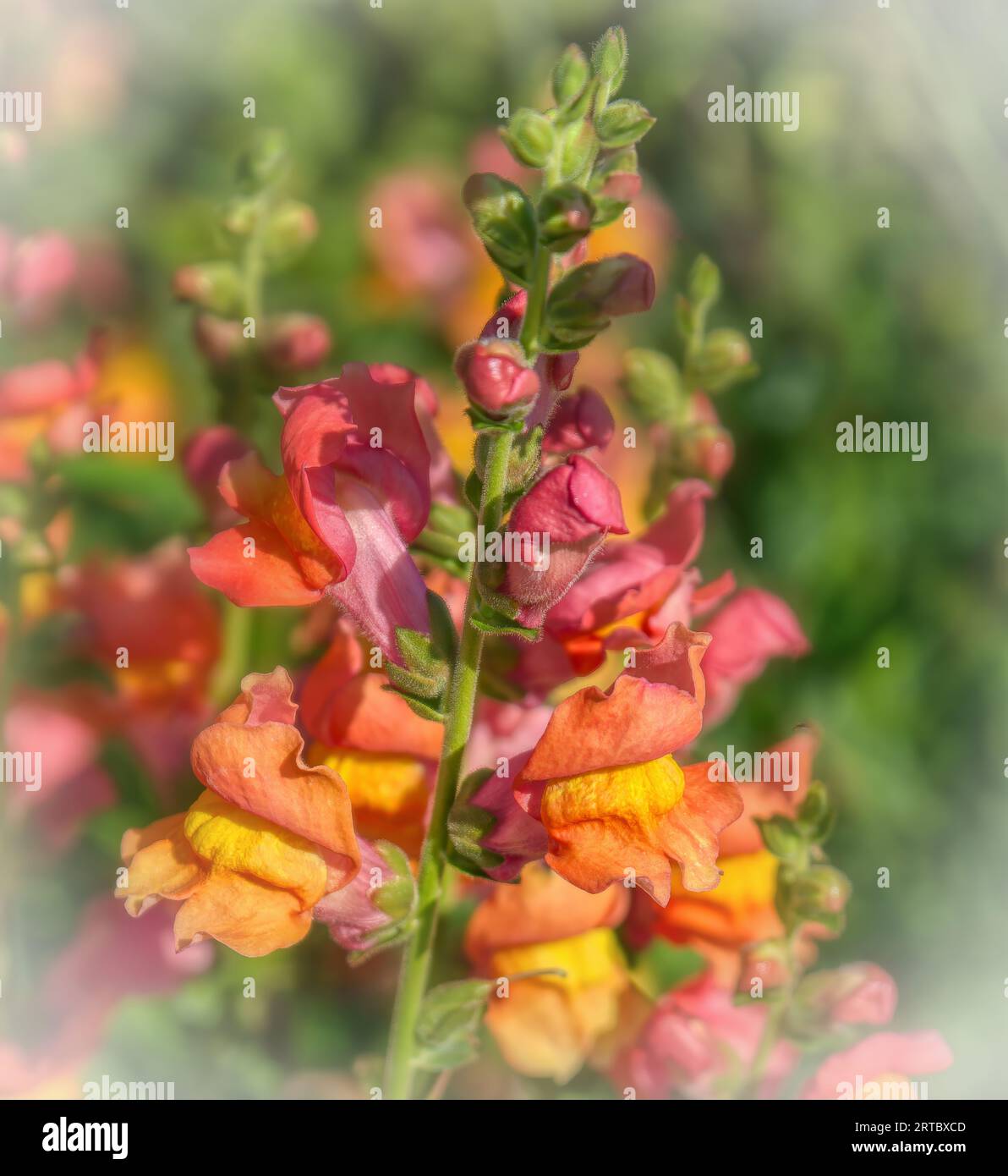 White snapdragon flowers on hi-res stock photography and images - Alamy