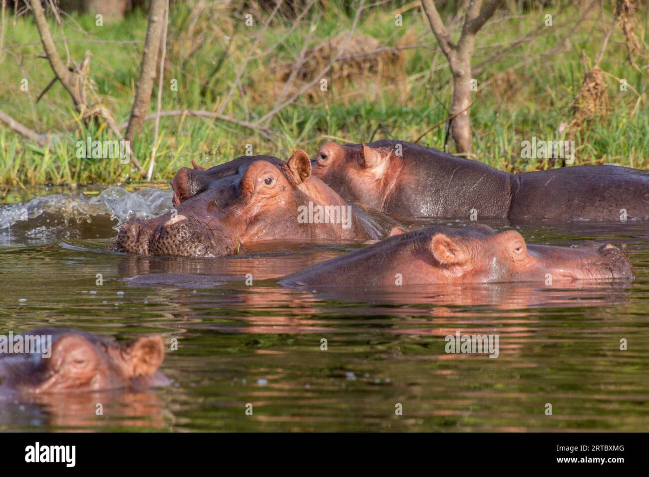 View of Hippopotamus (Hippopotamus amphibius) swimming in Awassa lake ...